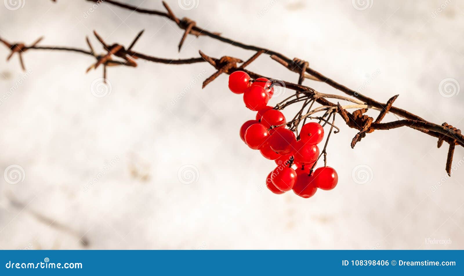 Red guelder rose stock photo. Image of colos, castle - 108398406