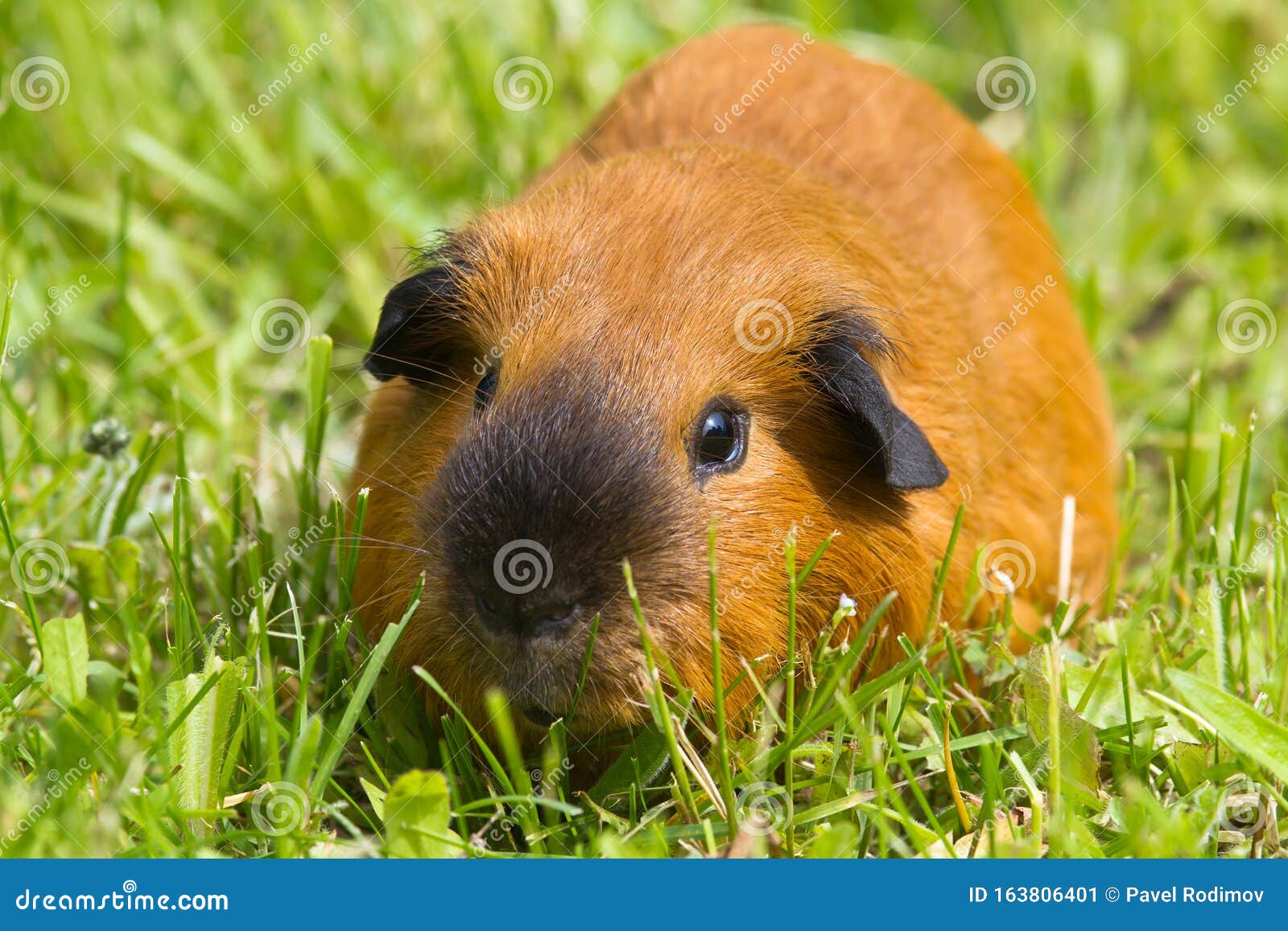 Red Guinea Pig Grazing on the Green Grass Stock Image - Image of feed ...