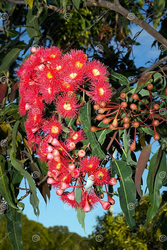 Red Gum Tree Flowers stock photo. Image of nectar, masses - 3855322