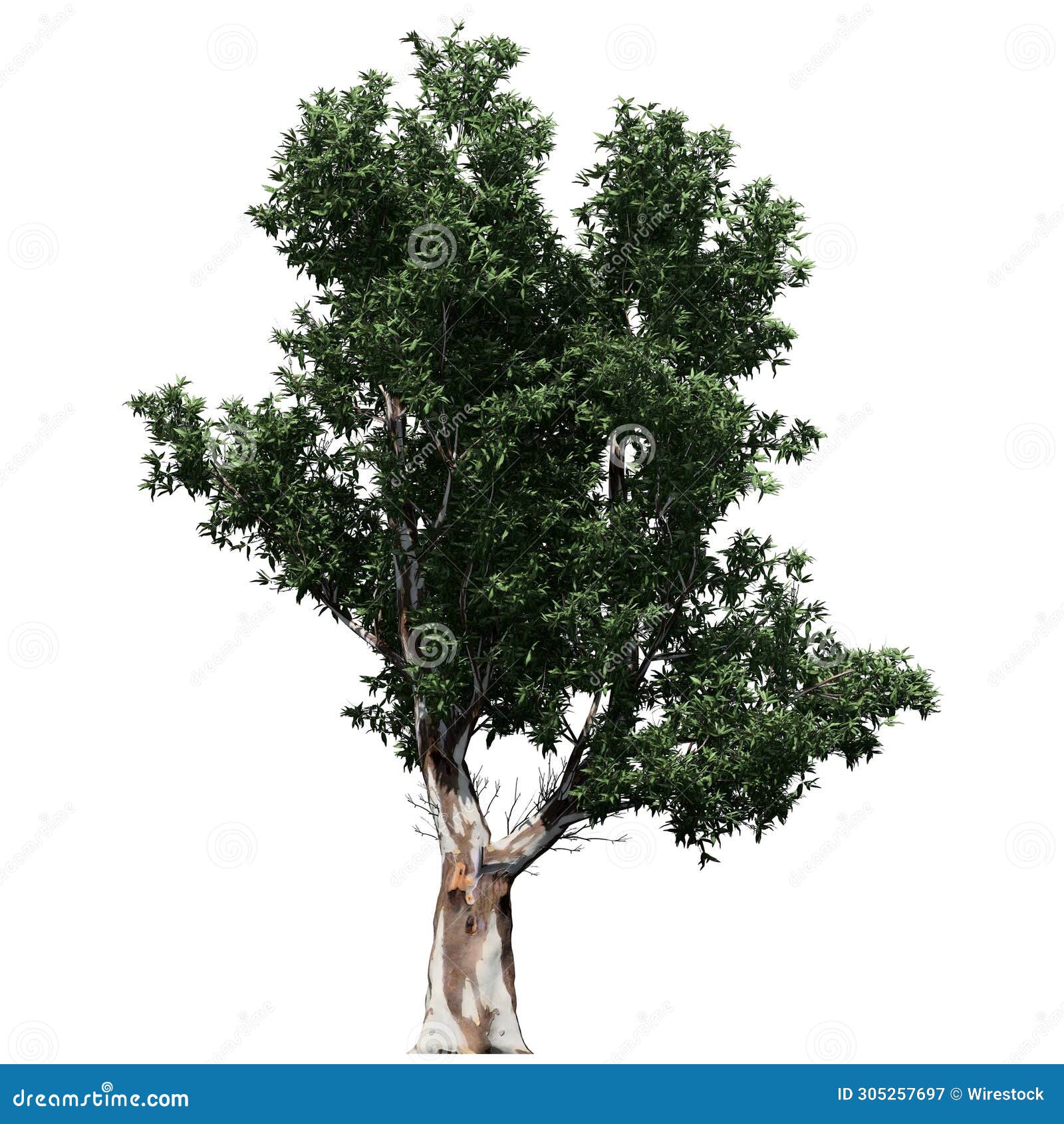 Red Gum Tree Front View Isolated on White Background Stock Image ...