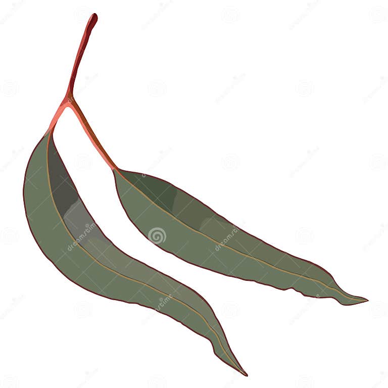 Red Gum Tree Leaves Vector stock vector. Illustration of plant - 108852581