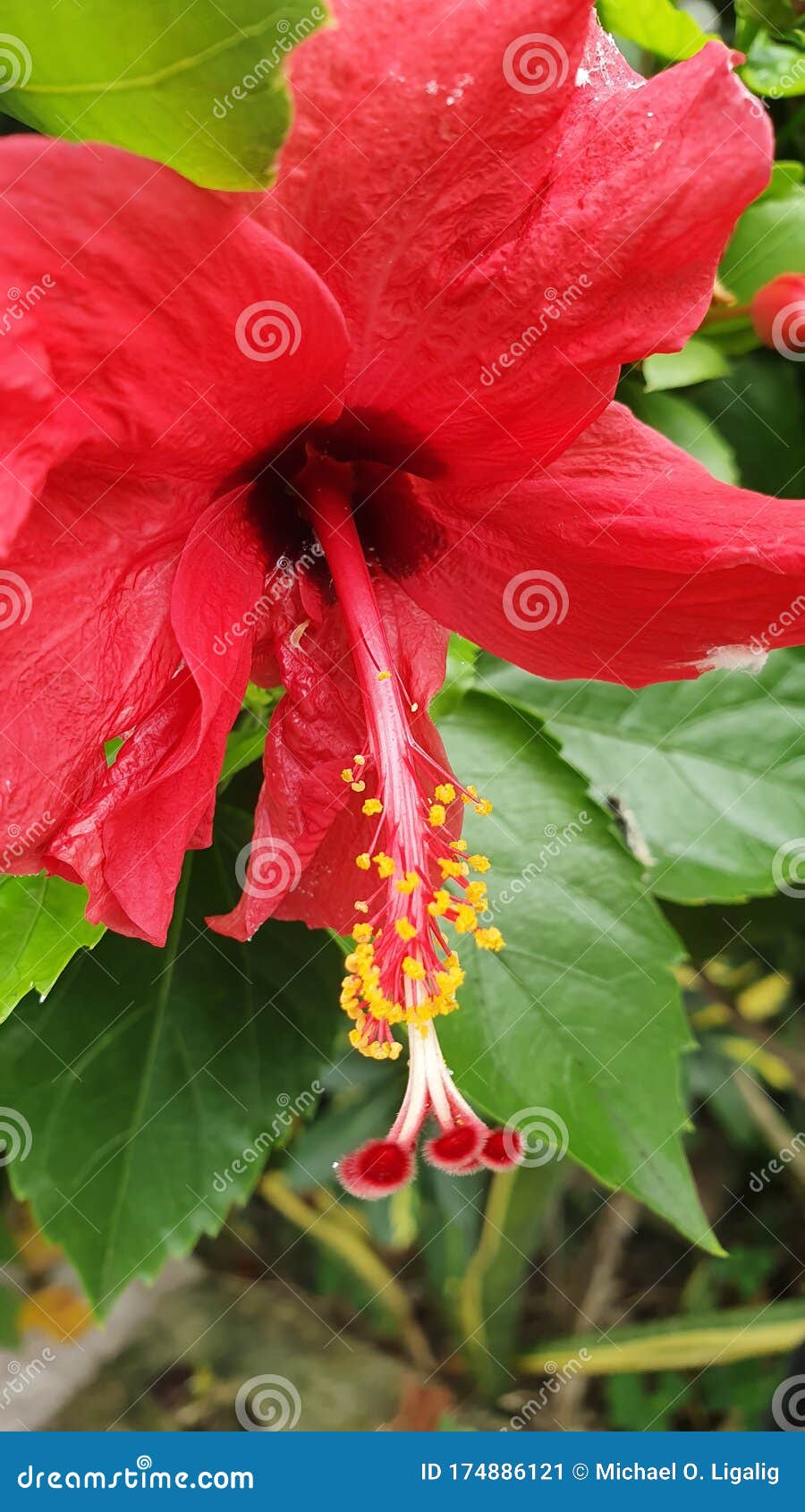 Red Gumamela Garden Flower stock image. Image of philippines - 174886121