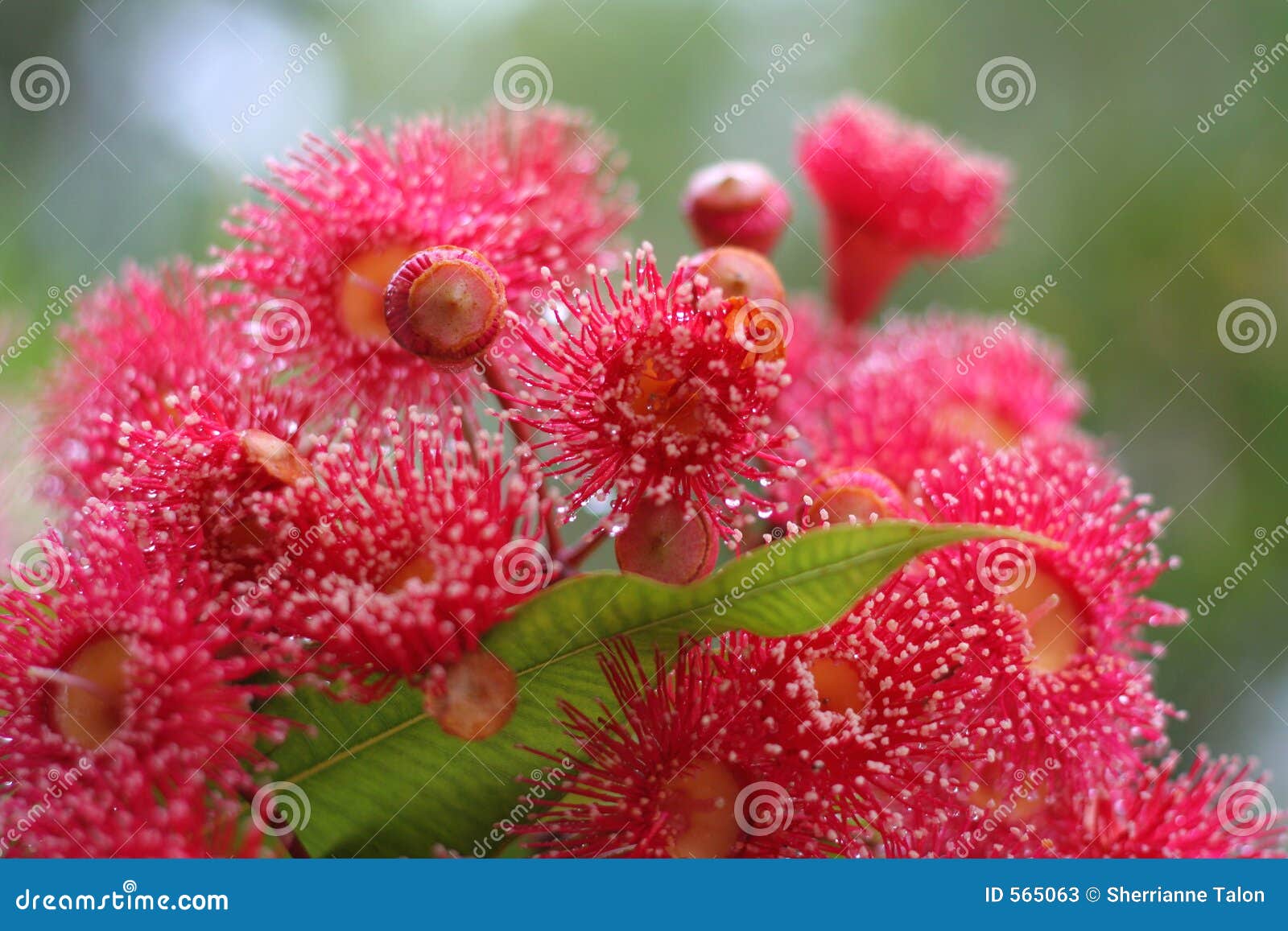 Red Gumnuts stock image. Image of flower, australia, drops - 565063
