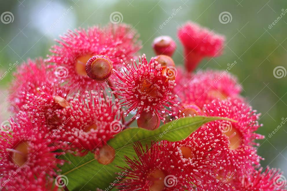 Red Gumnuts stock image. Image of flower, australia, drops - 565063