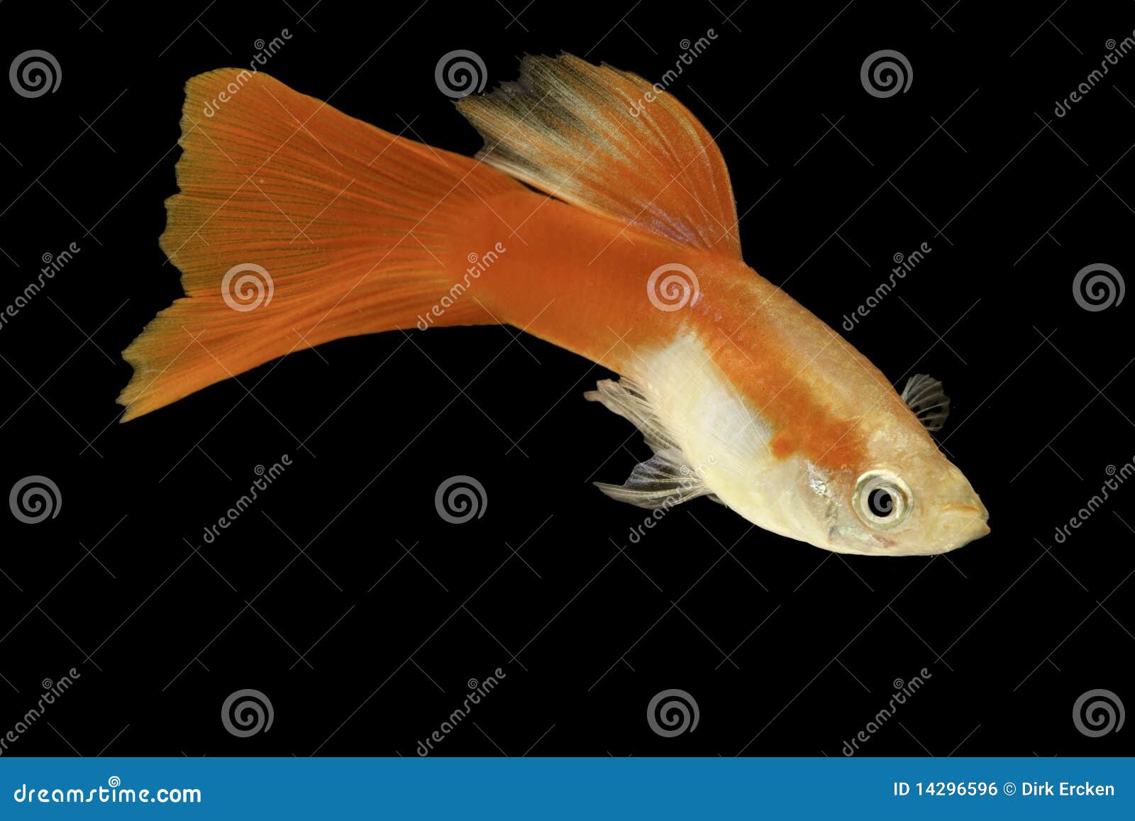 Guppy Aquarium Fish Stock Photo | CartoonDealer.com #103556100