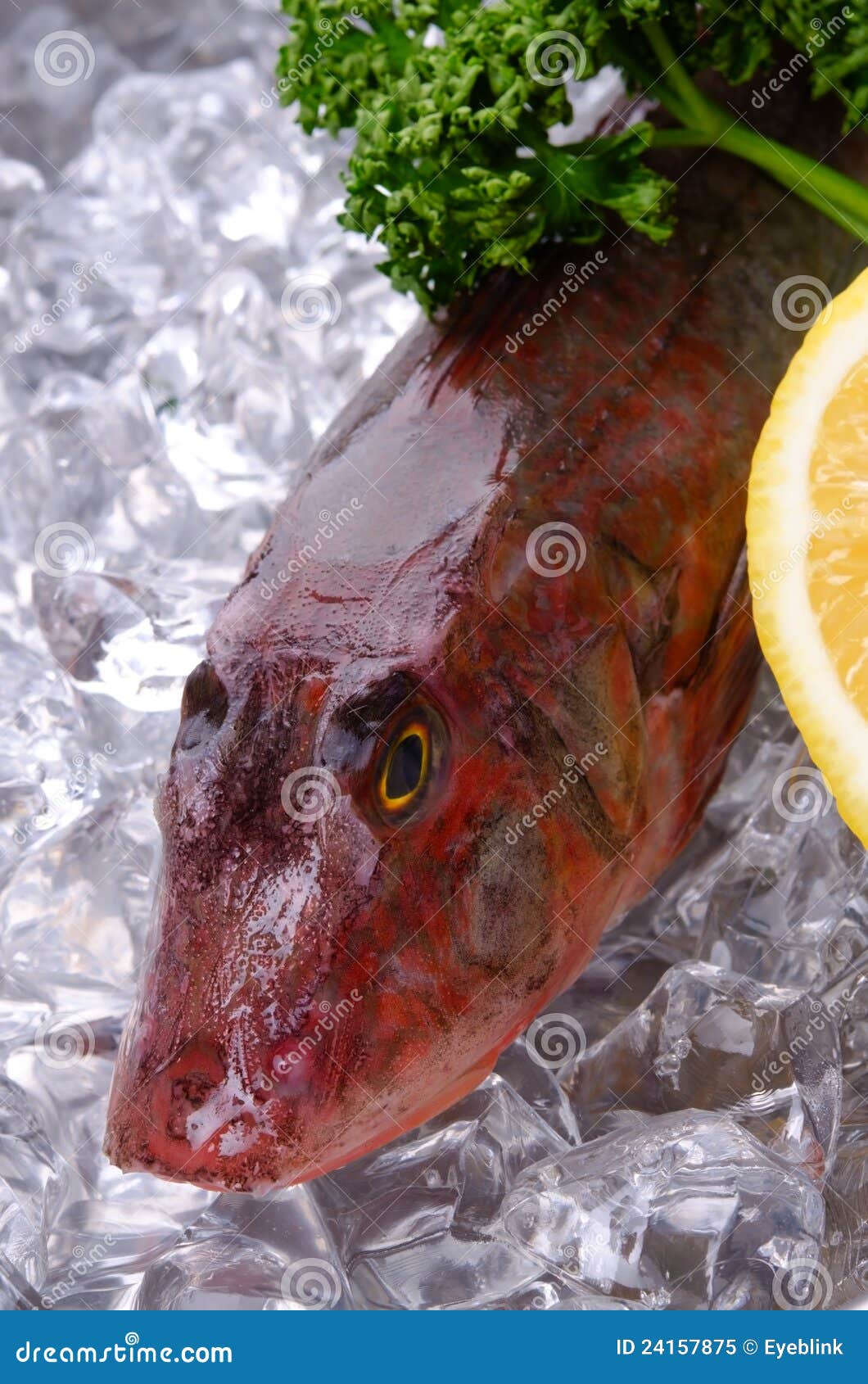 Red gurnard stock image. Image of vertebrate, healthy - 24157875