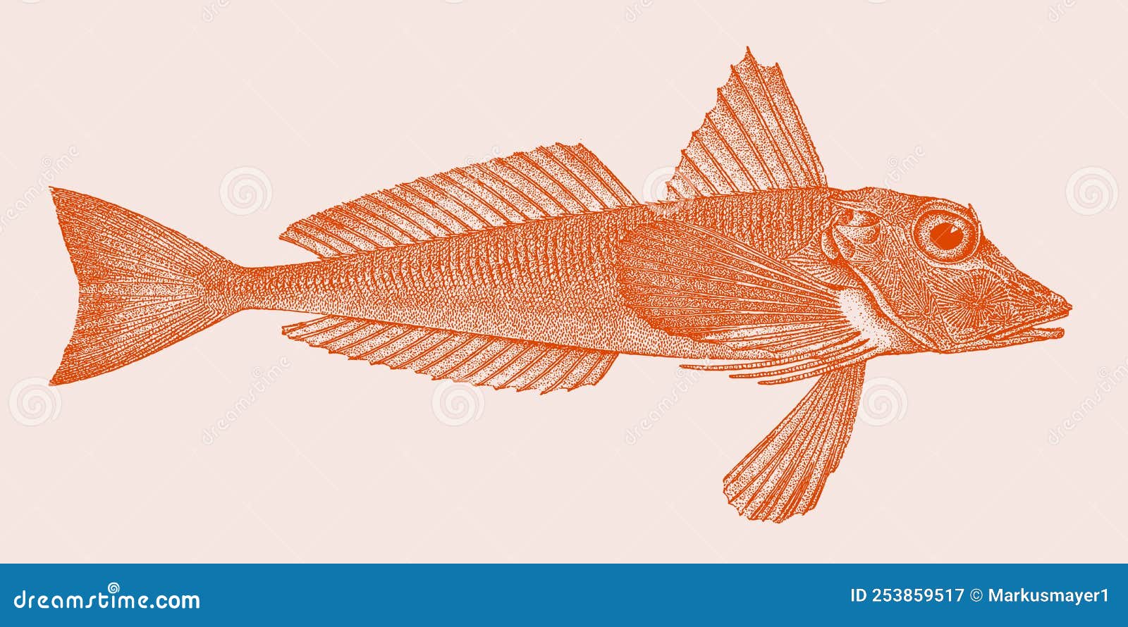 Red Gurnard Chelidonichthys Cuculus Cartoon Vector | CartoonDealer.com ...