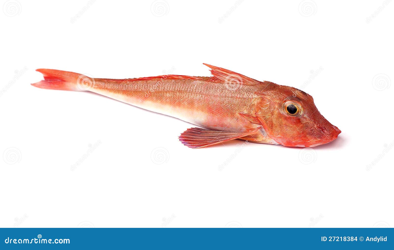 Red Gurnard Fish stock photo. Image of colorful, fishing - 27218384