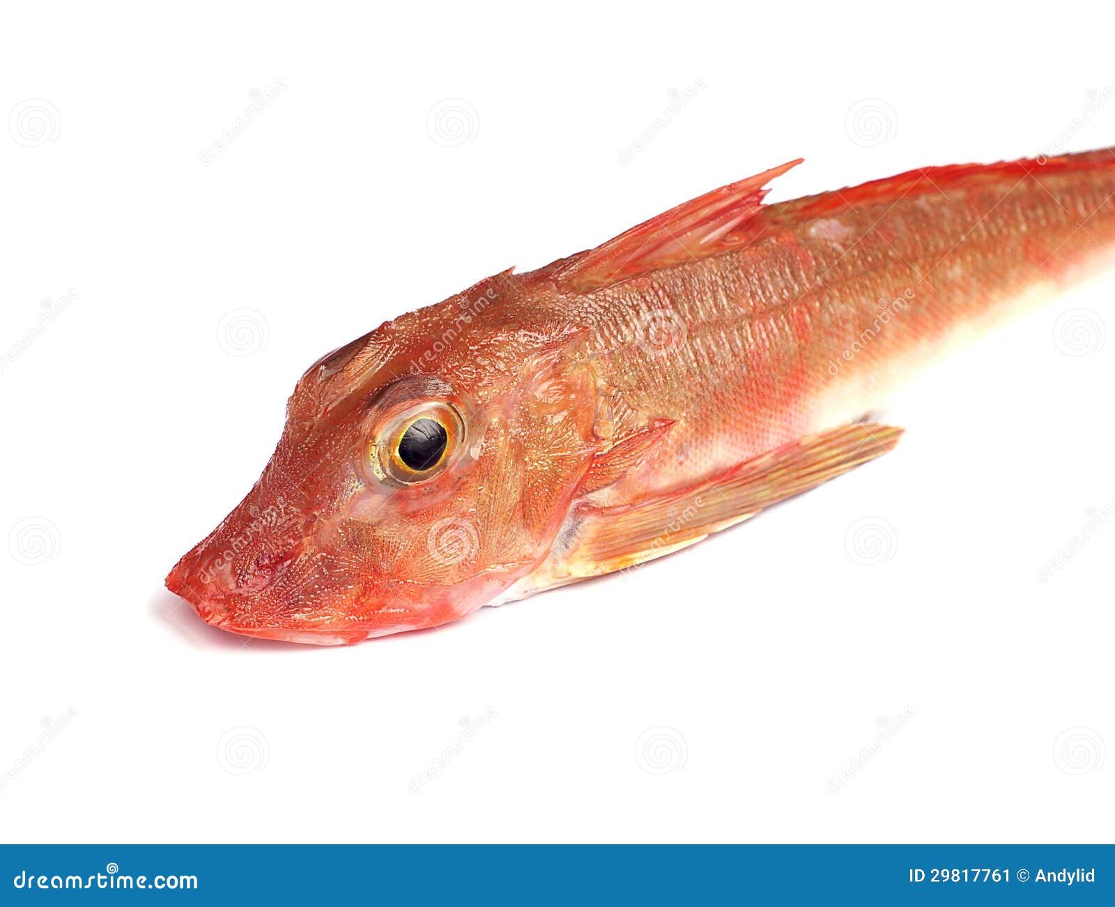 Red Gurnard Fish stock image. Image of white, background - 29817761