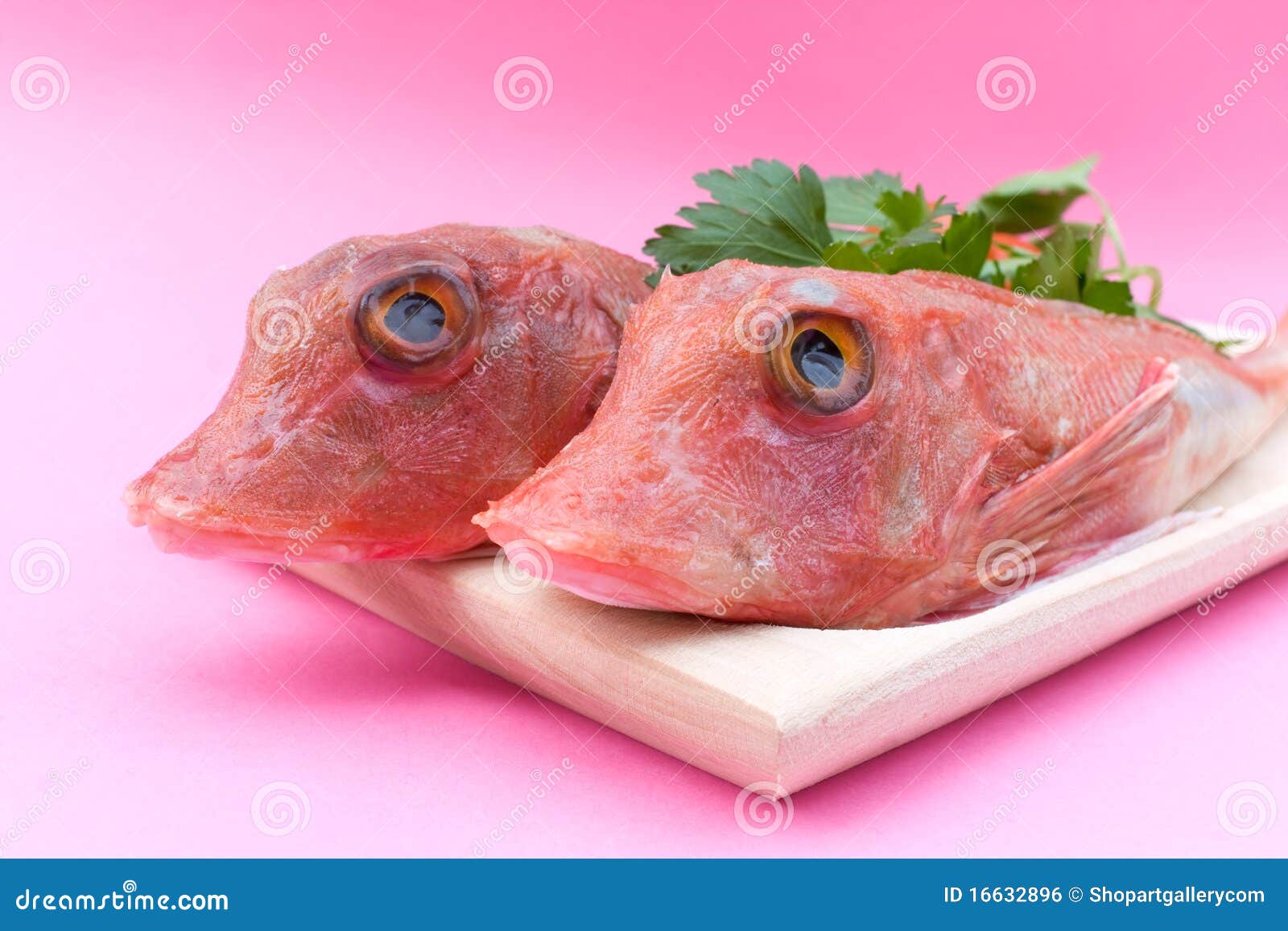 Red Gurnard Fish - Closeup stock photo. Image of isolated - 16632896