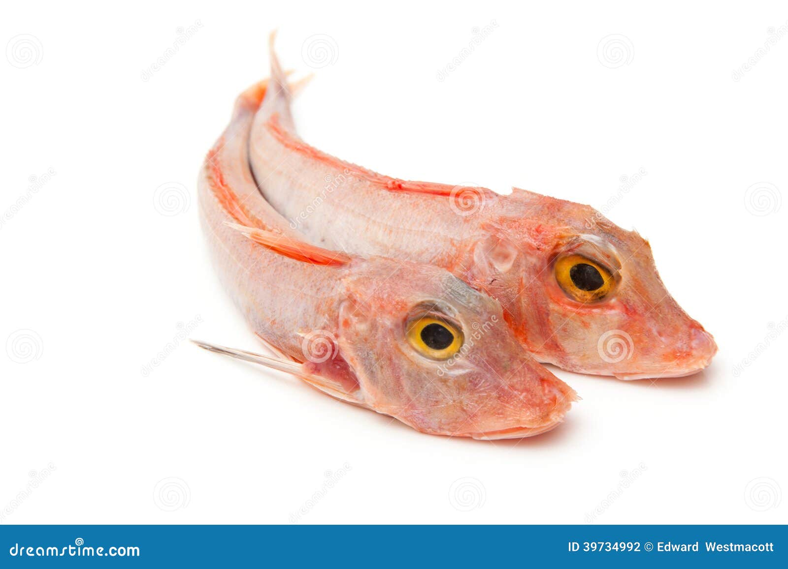Red Gurnard fish stock photo. Image of background, fins - 39734992