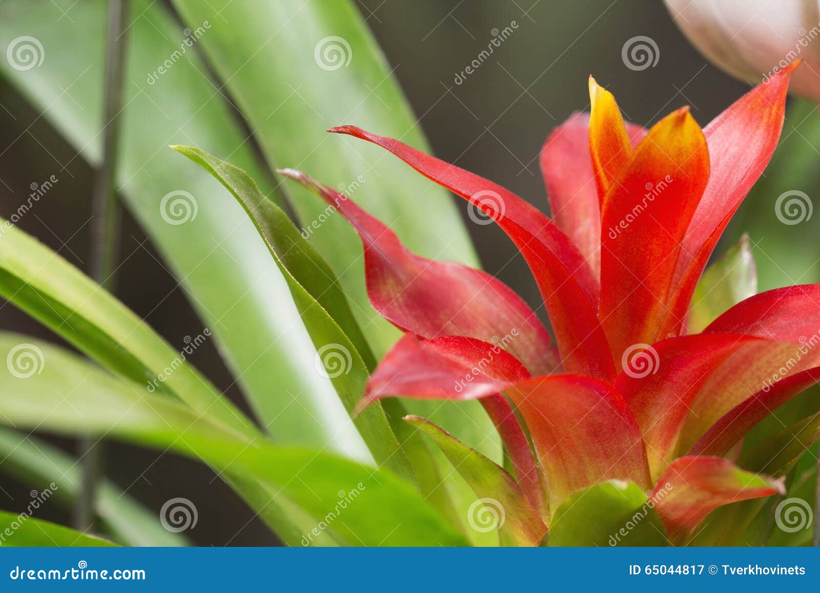 Red guzmania flower stock image. Image of blossom, decoration - 65044817