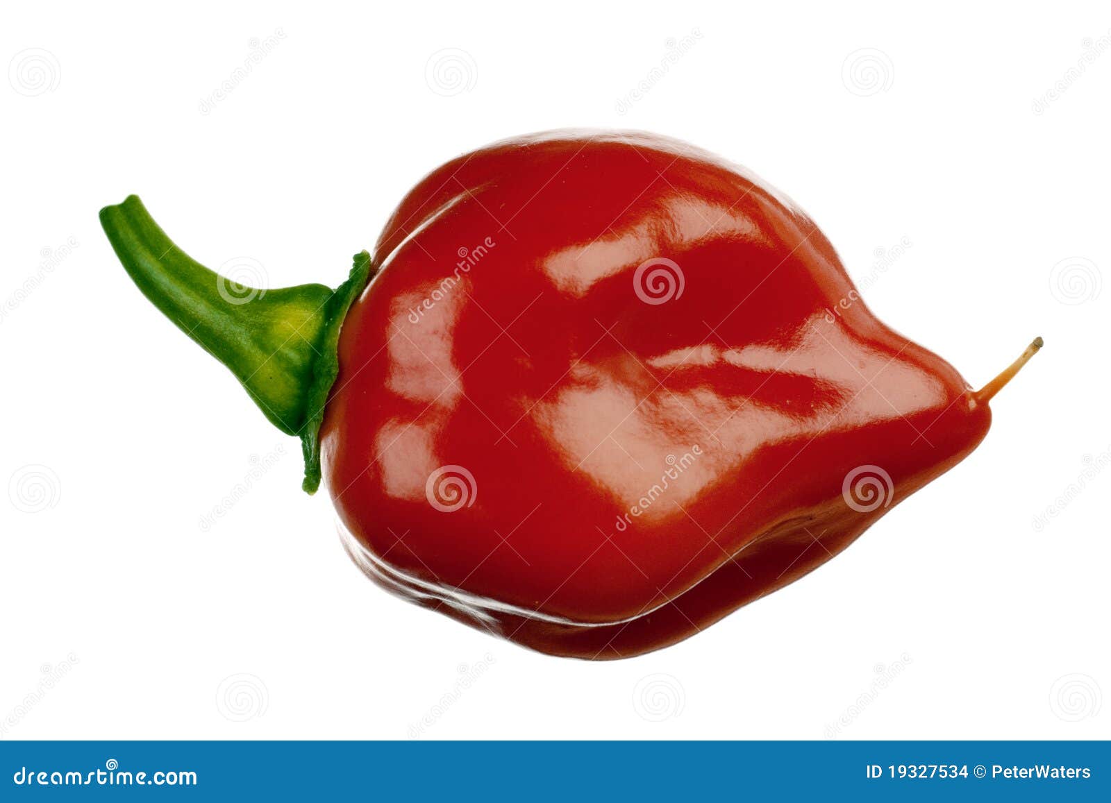 Red Habanero chilli pepper stock photo. Image of fiery - 19327534