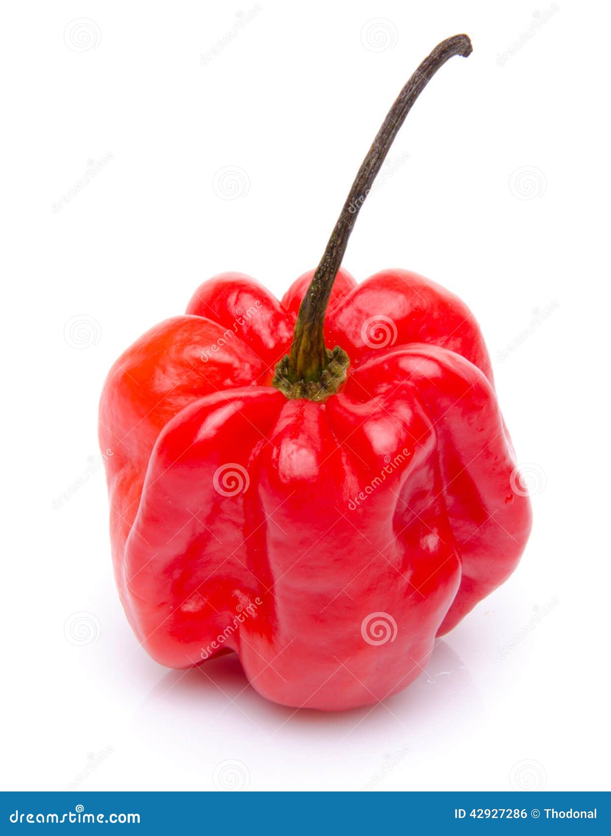 Red habanero pepper stock photo. Image of chilli, organic - 42927286