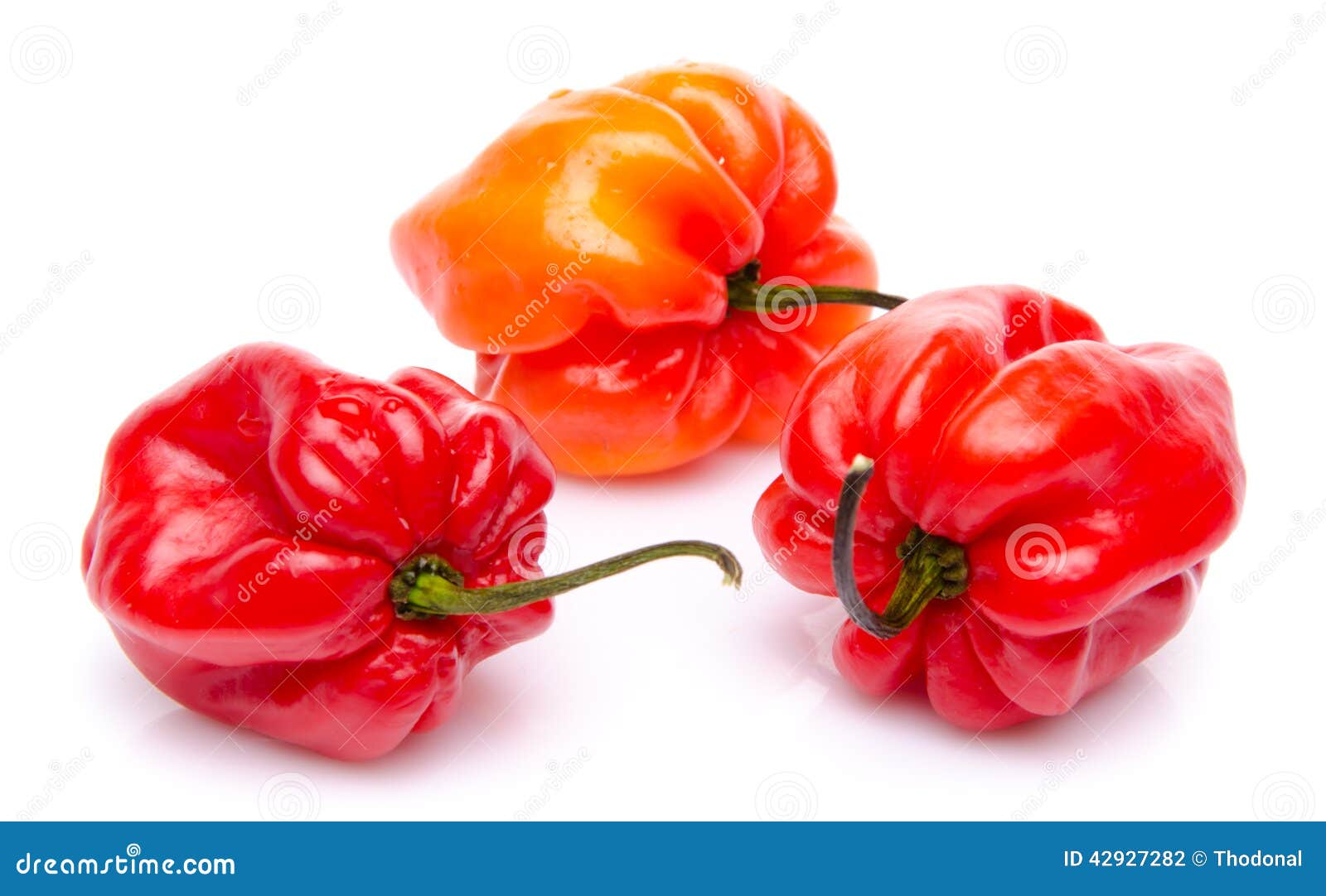 Red habanero peppers stock photo. Image of chili, mexican - 42927282
