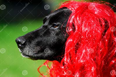 The red hair labrador stock photo. Image of eyes, haired - 1792264