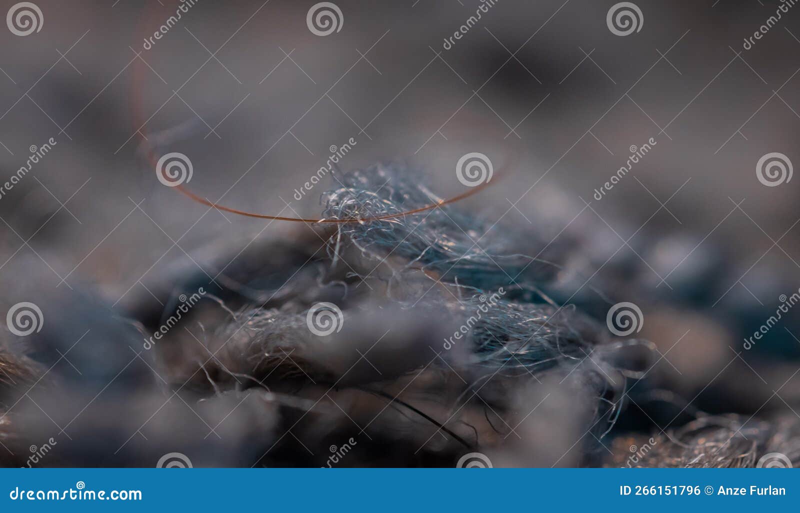 Red Hair Standing Out from Many Gray Strings on a Rug Stock Photo ...