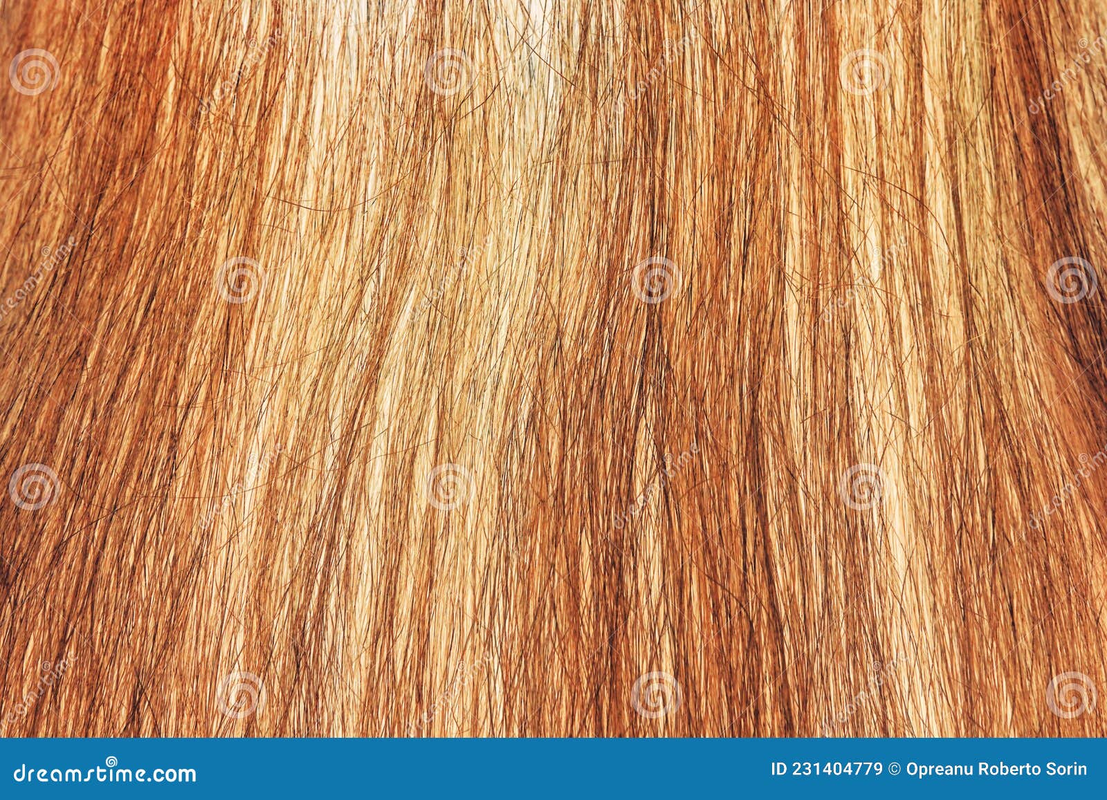 Red Hair Texture, stock image. Image of human, adult - 231404779