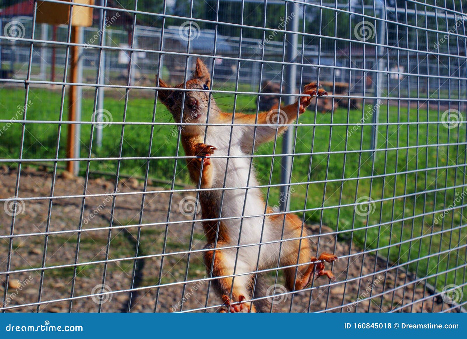 Red-haired Bandit. Especially Dangerous Stock Photo - Image of wild ...