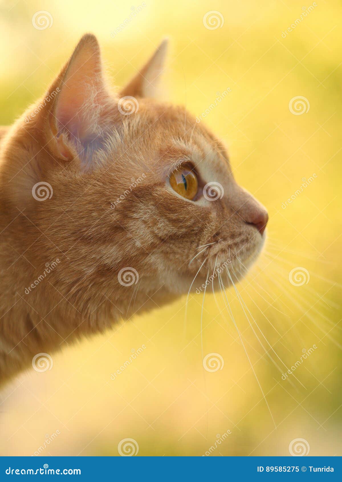 Red-haired cat stock image. Image of animal, feline, orange - 89585275