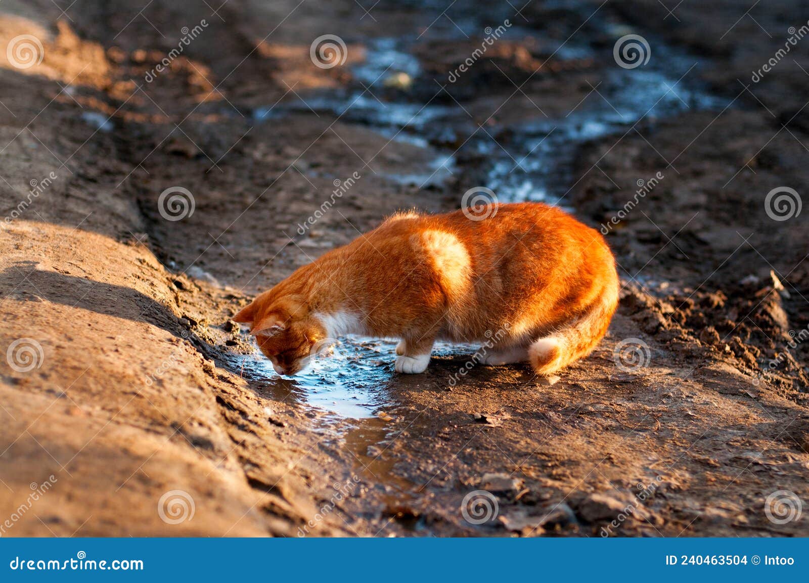 A Red-haired Cat Drinks from a Puddle Stock Photo - Image of asks ...