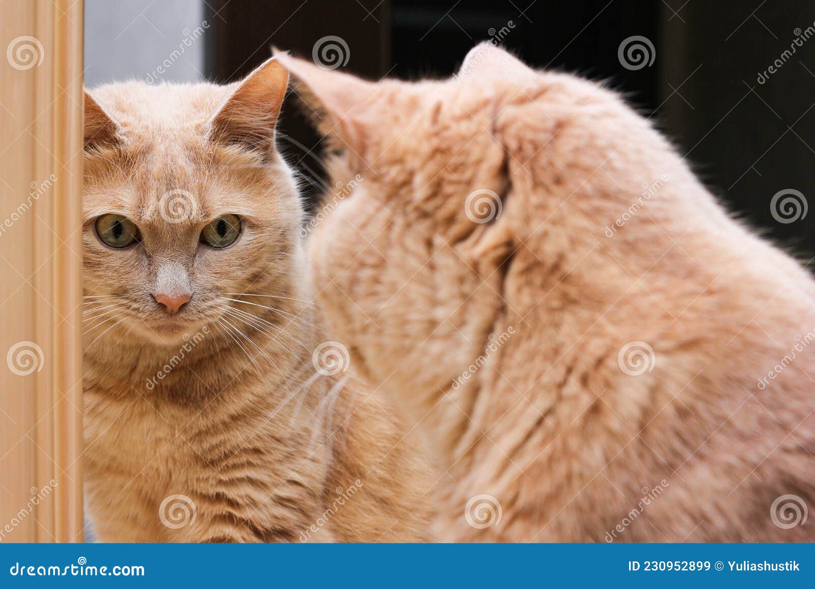 A Red-haired Cat is Looking at Her Reflection in the Mirror Stock Image ...