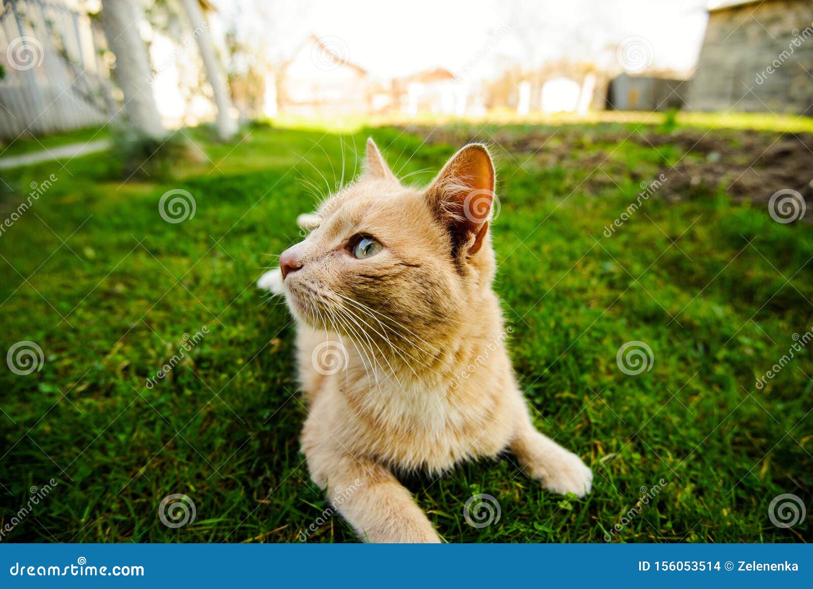 Red-haired cat stock photo. Image of playful, staring - 156053514