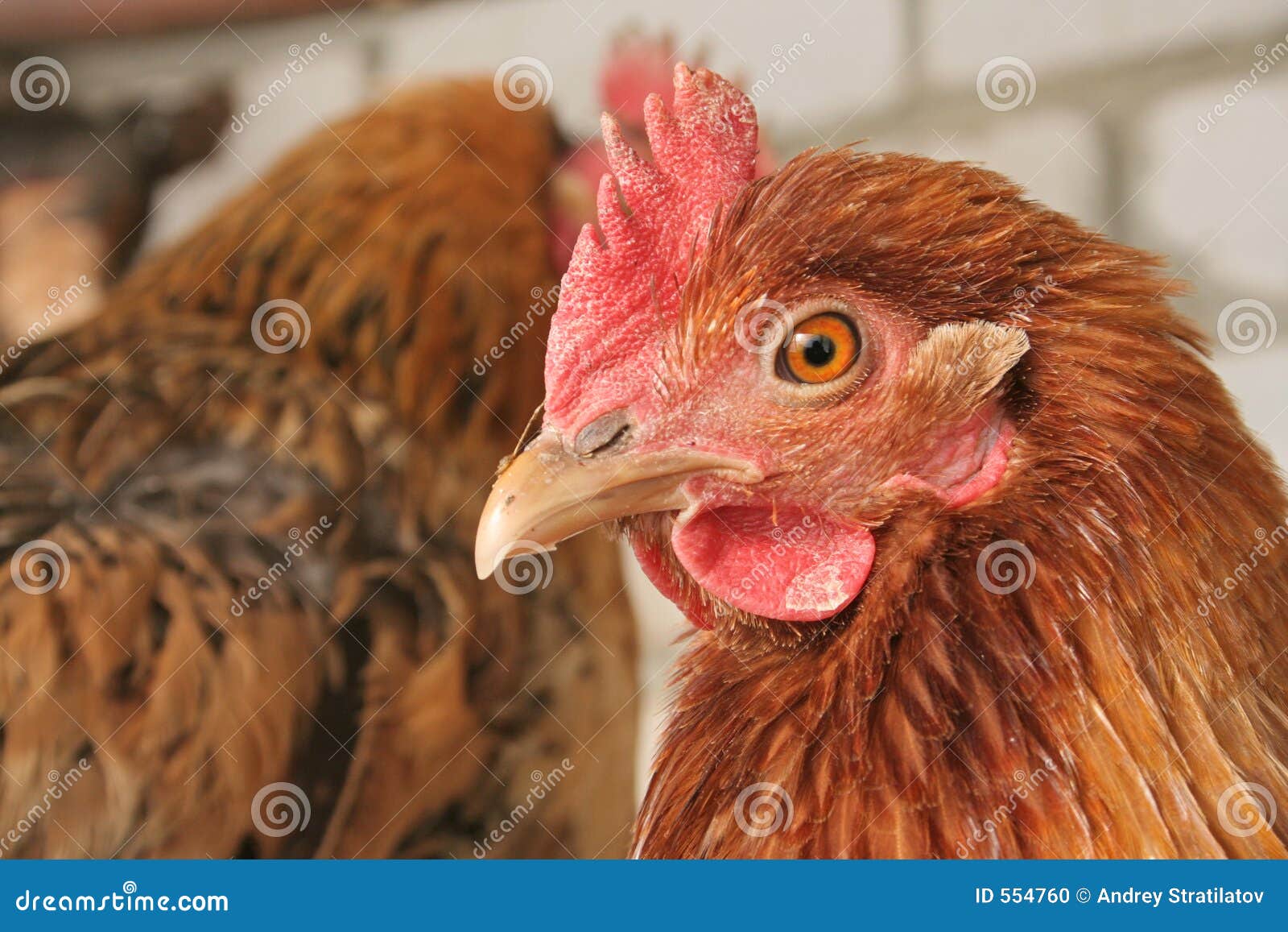 Red-haired chicken stock photo. Image of feather, rooster - 554760