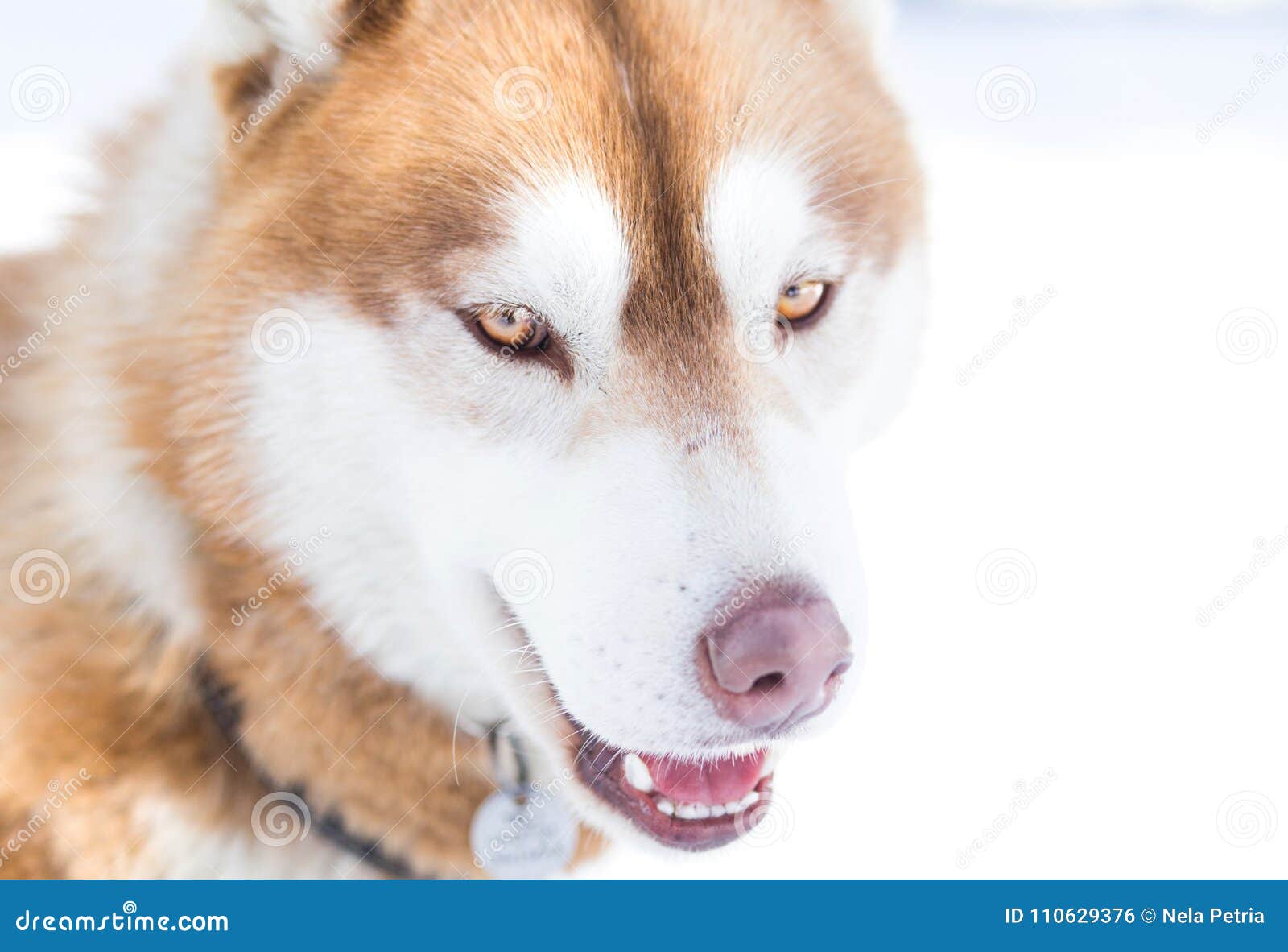 Red Haired Cooper Husky Dog Stock Photo - Image of cute, adult: 110629376