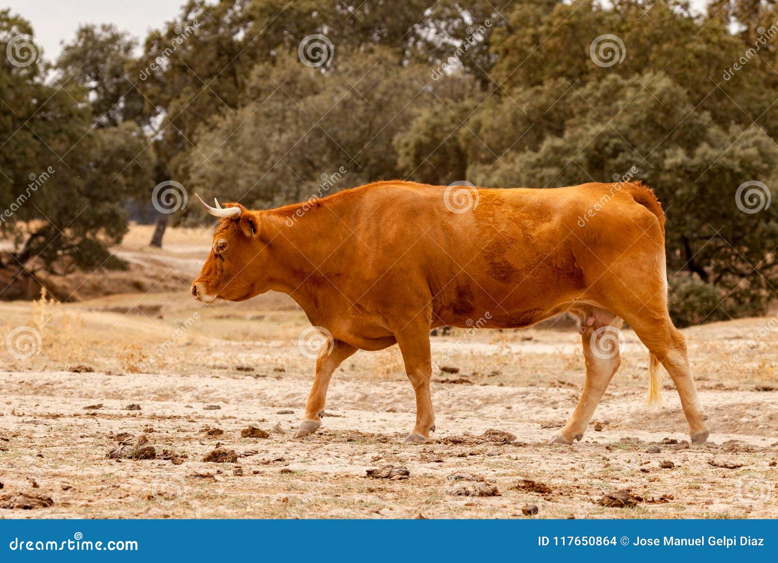 Red haired cow stock photo. Image of face, herd, environment - 117650864