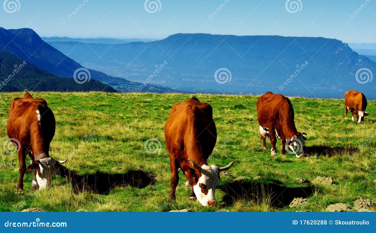 Red haired cows stock photo. Image of land, mountain - 17620288