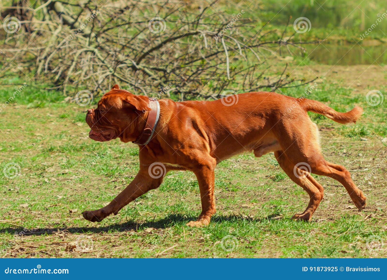 Red-haired Dog. Red Mastiff Run in Park Stock Image - Image of boxer ...