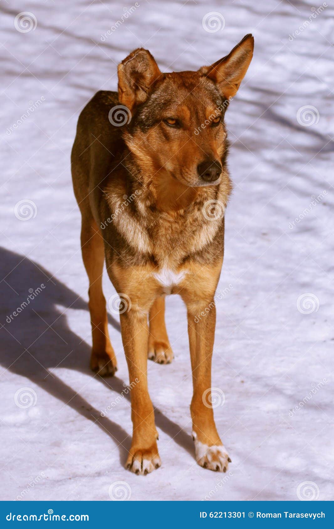 Red-haired dog stock image. Image of tail, fidelity, muzzle - 62213301