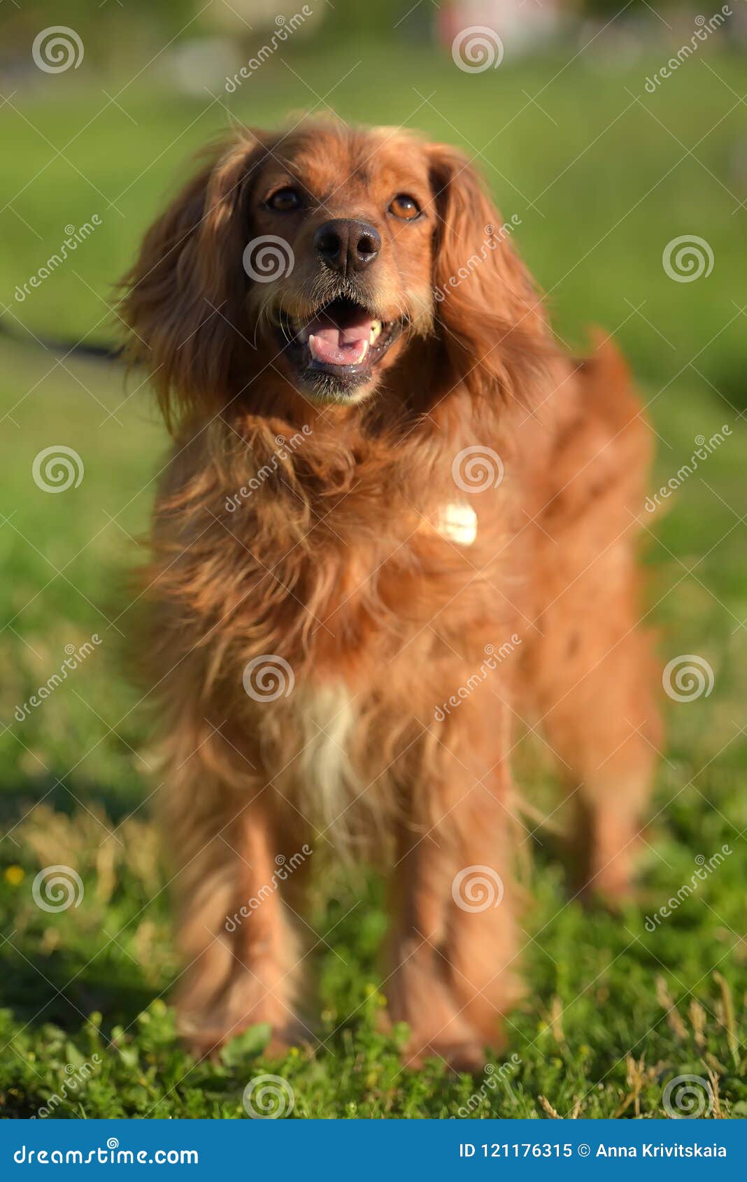 Red-haired English Cocker Spaniel Stock Image - Image of doggy, cocker ...