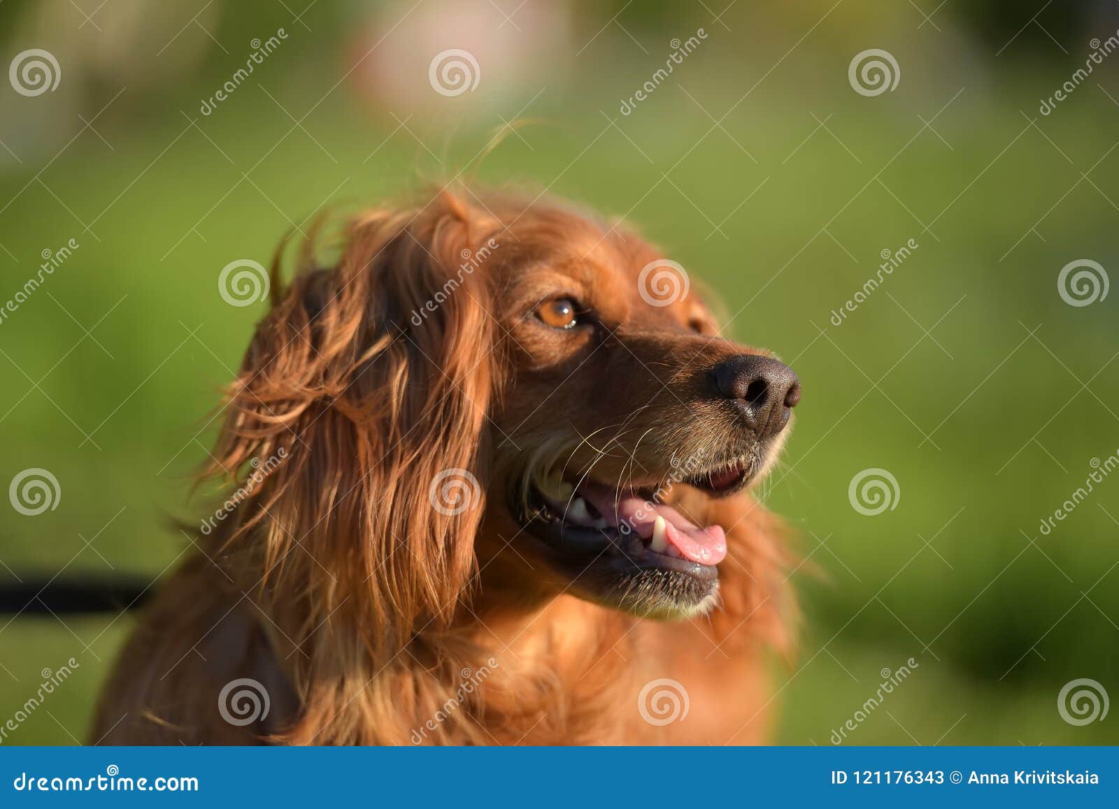 Red-haired English Cocker Spaniel Stock Image - Image of breed, garden ...