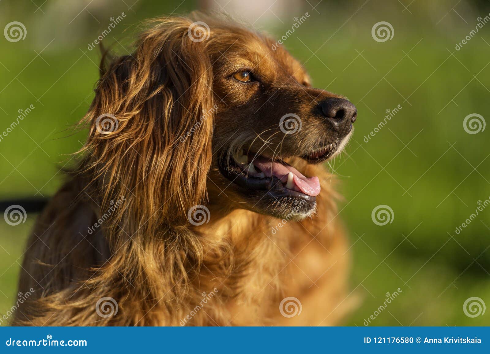 Red-haired English Cocker Spaniel Stock Photo - Image of active, flora ...