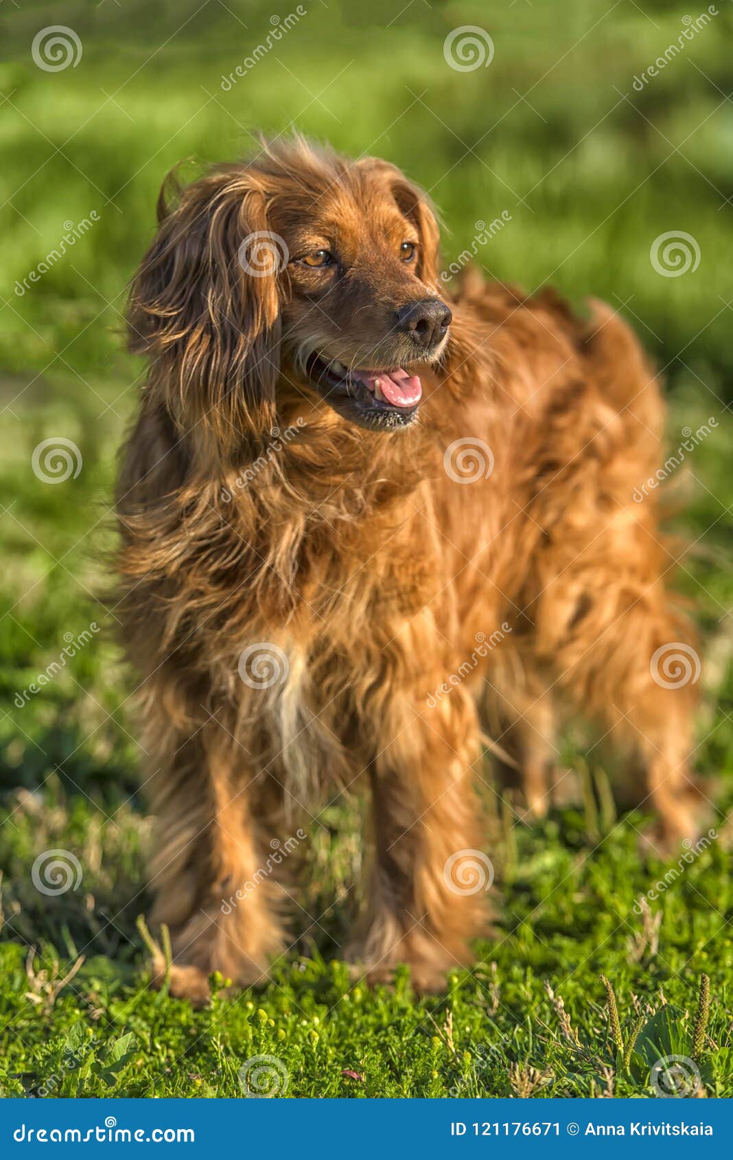 Red-haired English Cocker Spaniel Stock Image - Image of green ...