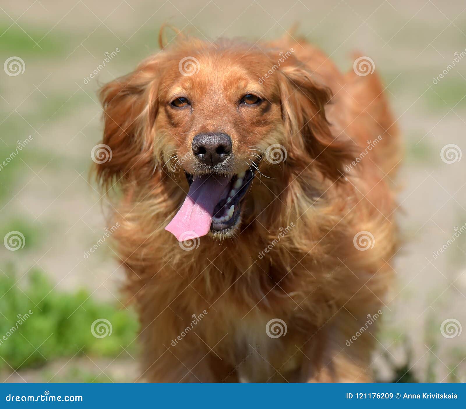 Red-haired English Cocker Spaniel Stock Image - Image of charming, life ...