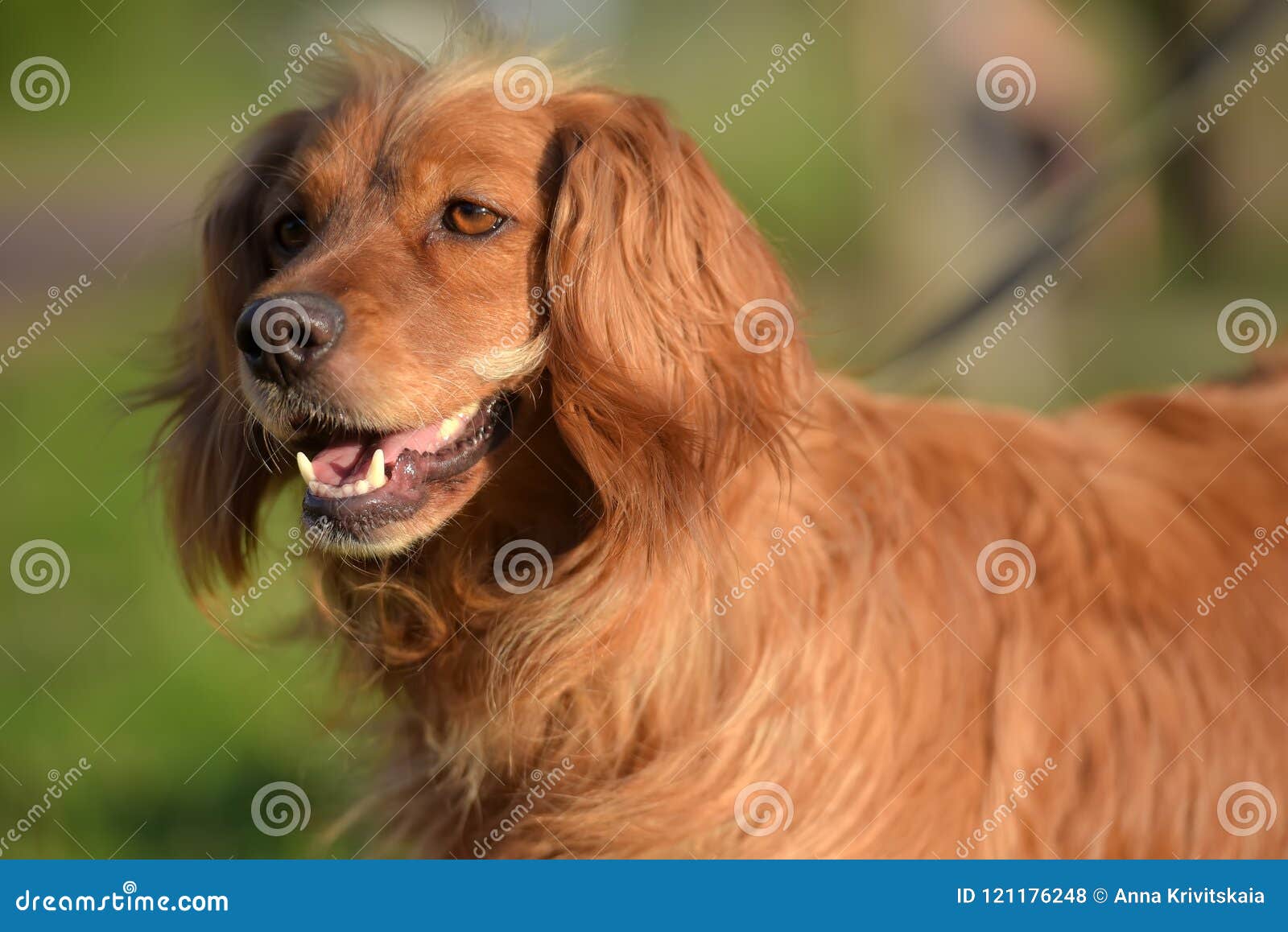 Red-haired English Cocker Spaniel Stock Photo - Image of breed, happy ...