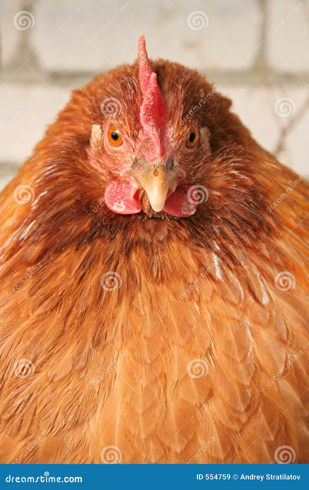 Red-haired Huhn stockbild. Bild von huhn, hahn, vogel, tier - 554759