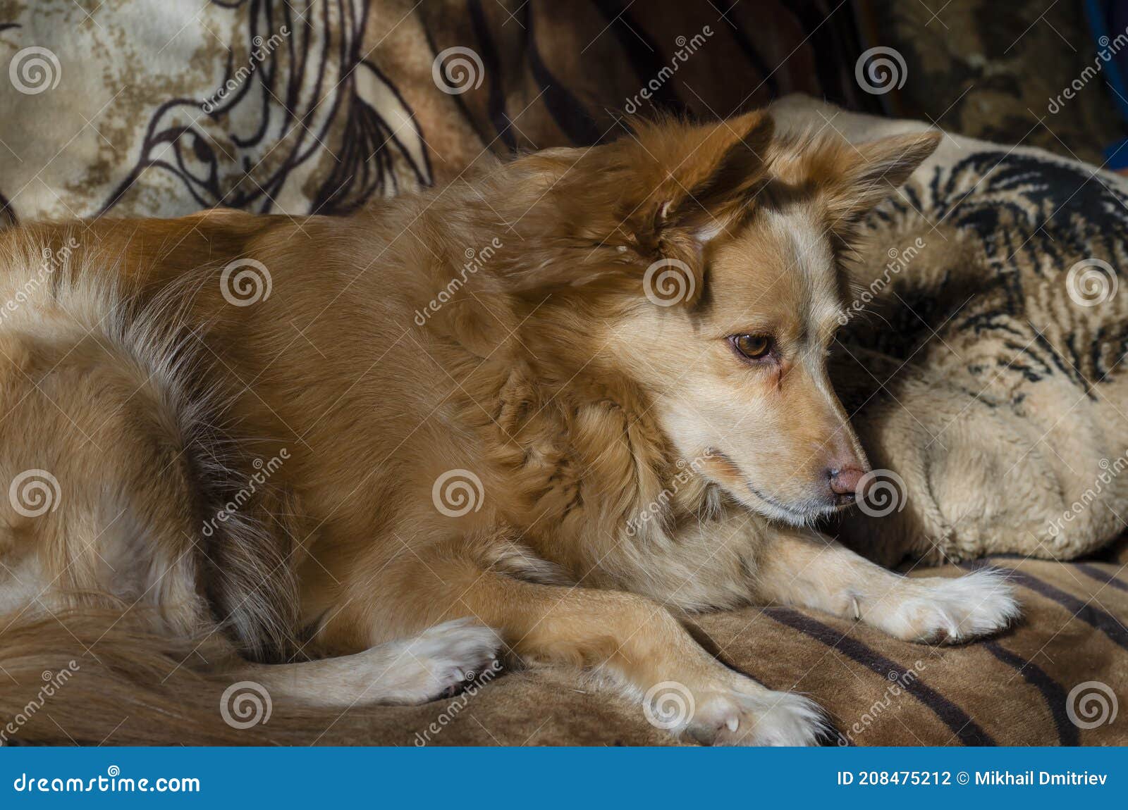 A Red-haired Long-haired Mixed Breed Dog Lying on the Couch Stock Photo ...