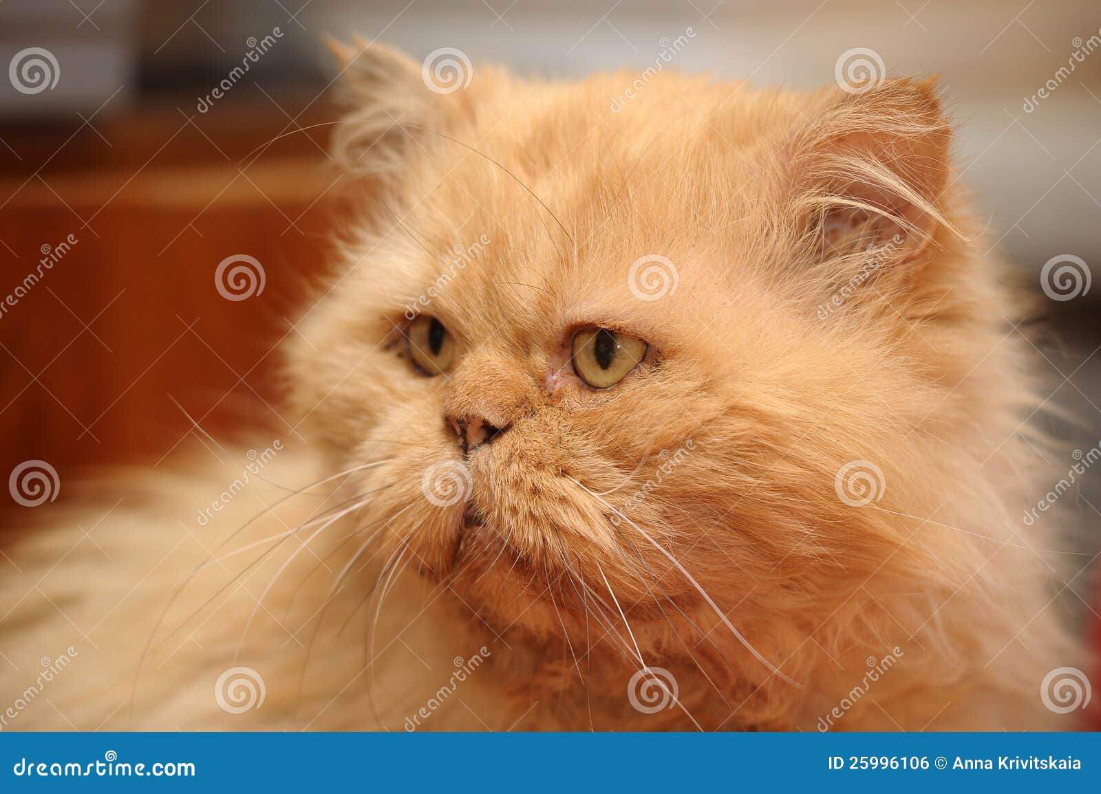 Red-haired Persian cat stock photo. Image of long, feline - 25996106