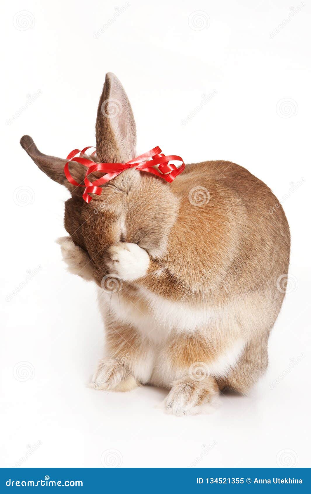 Red-haired Rabbit with Bows Washes Stock Image - Image of cony ...