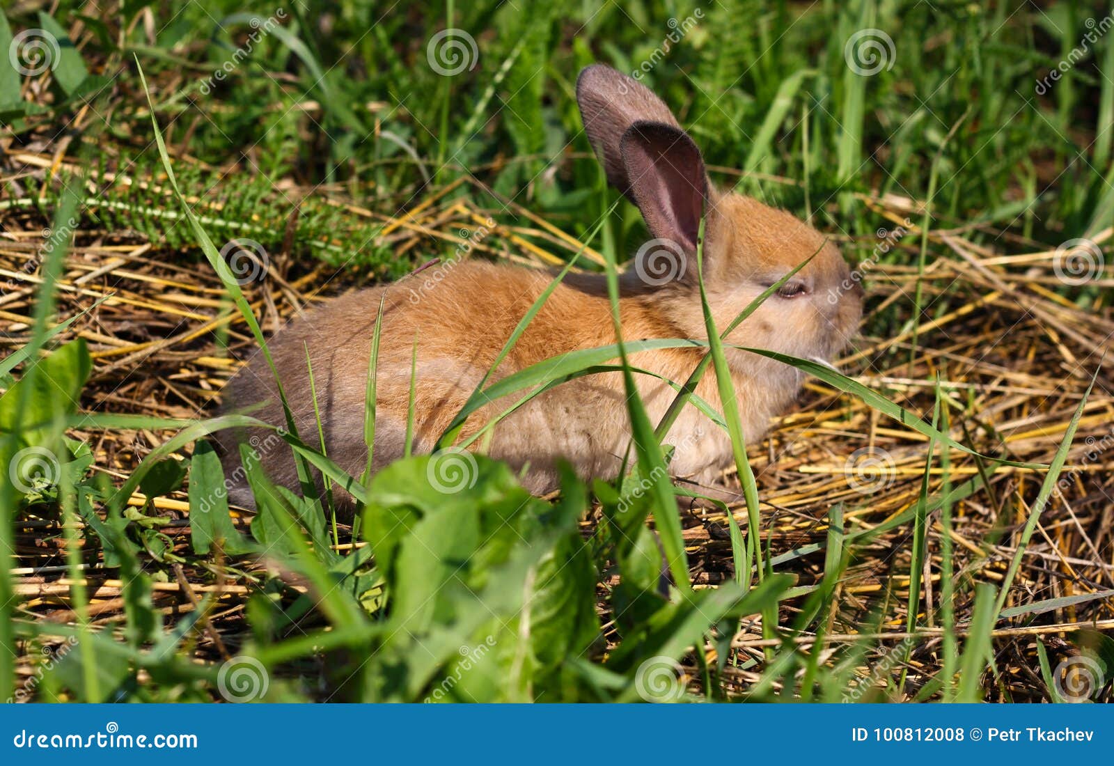Red-haired Rabbit on the Farm. Red-haired Hare on the Grass in Nature ...