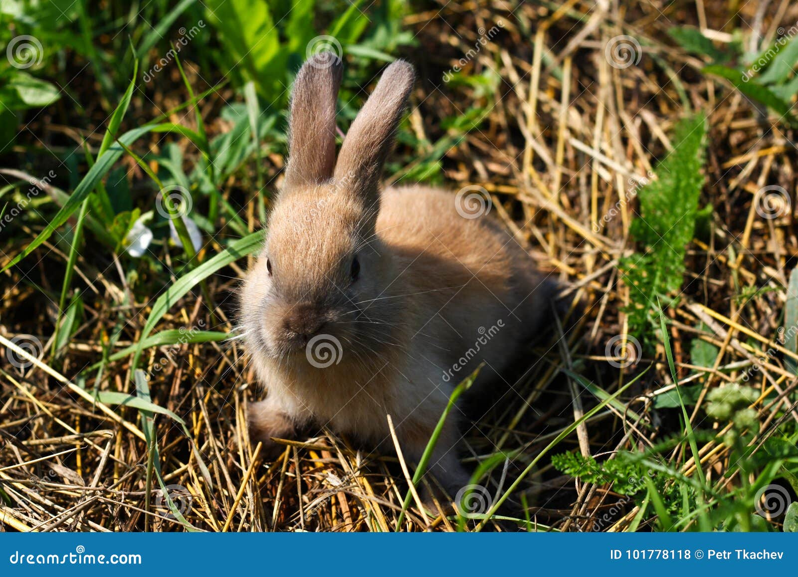 Red-haired Rabbit on the Farm. Red-haired Hare on the Grass in Nature ...