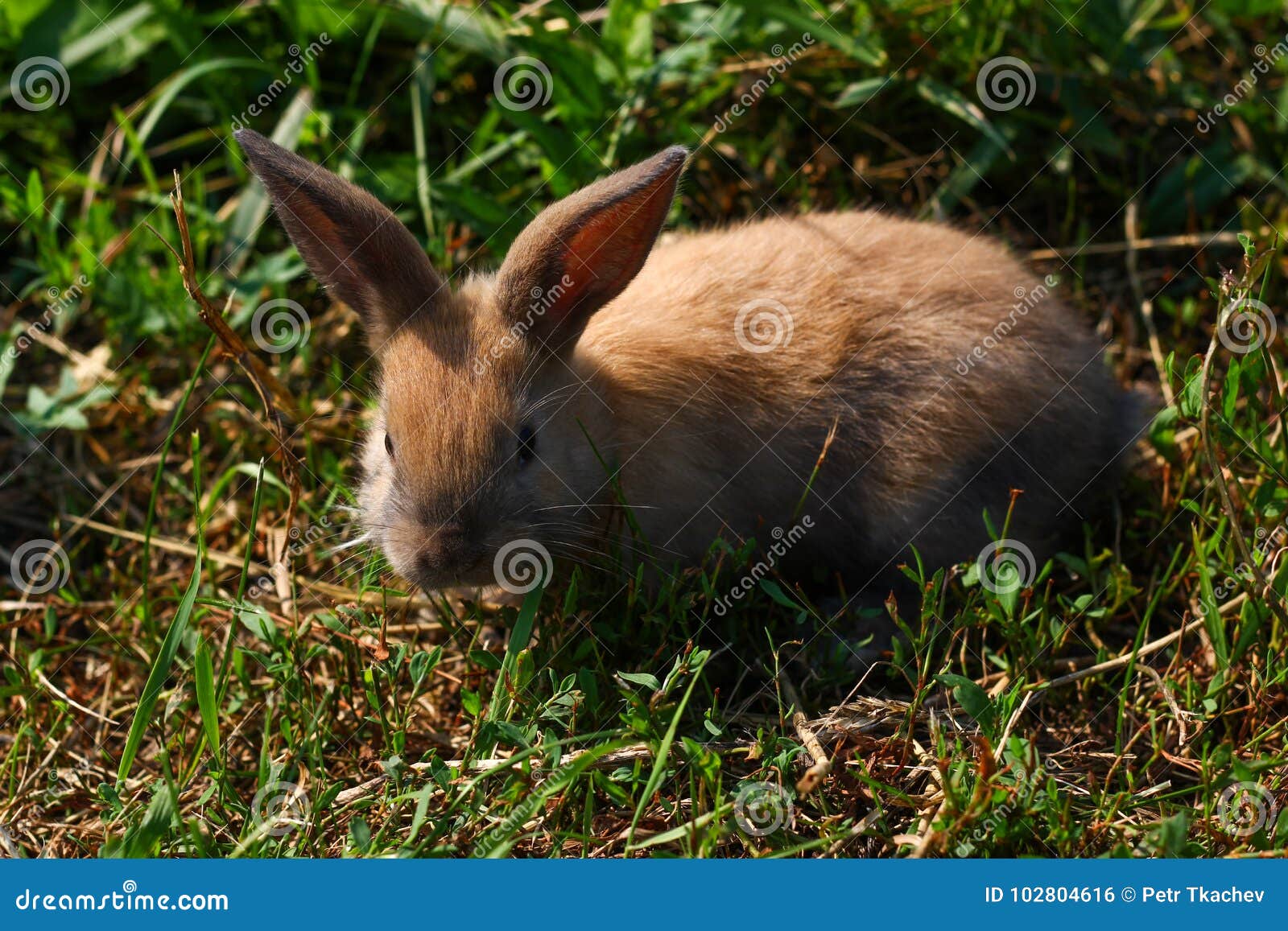 Red-haired Rabbit on the Farm. Red-haired Hare on the Grass in Nature ...