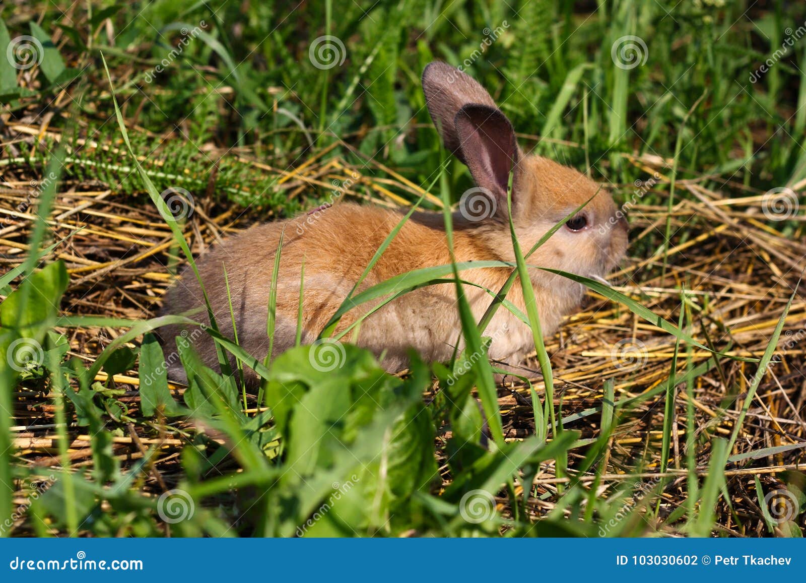 Red-haired Rabbit on the Farm. Red-haired Hare on the Grass in Nature ...