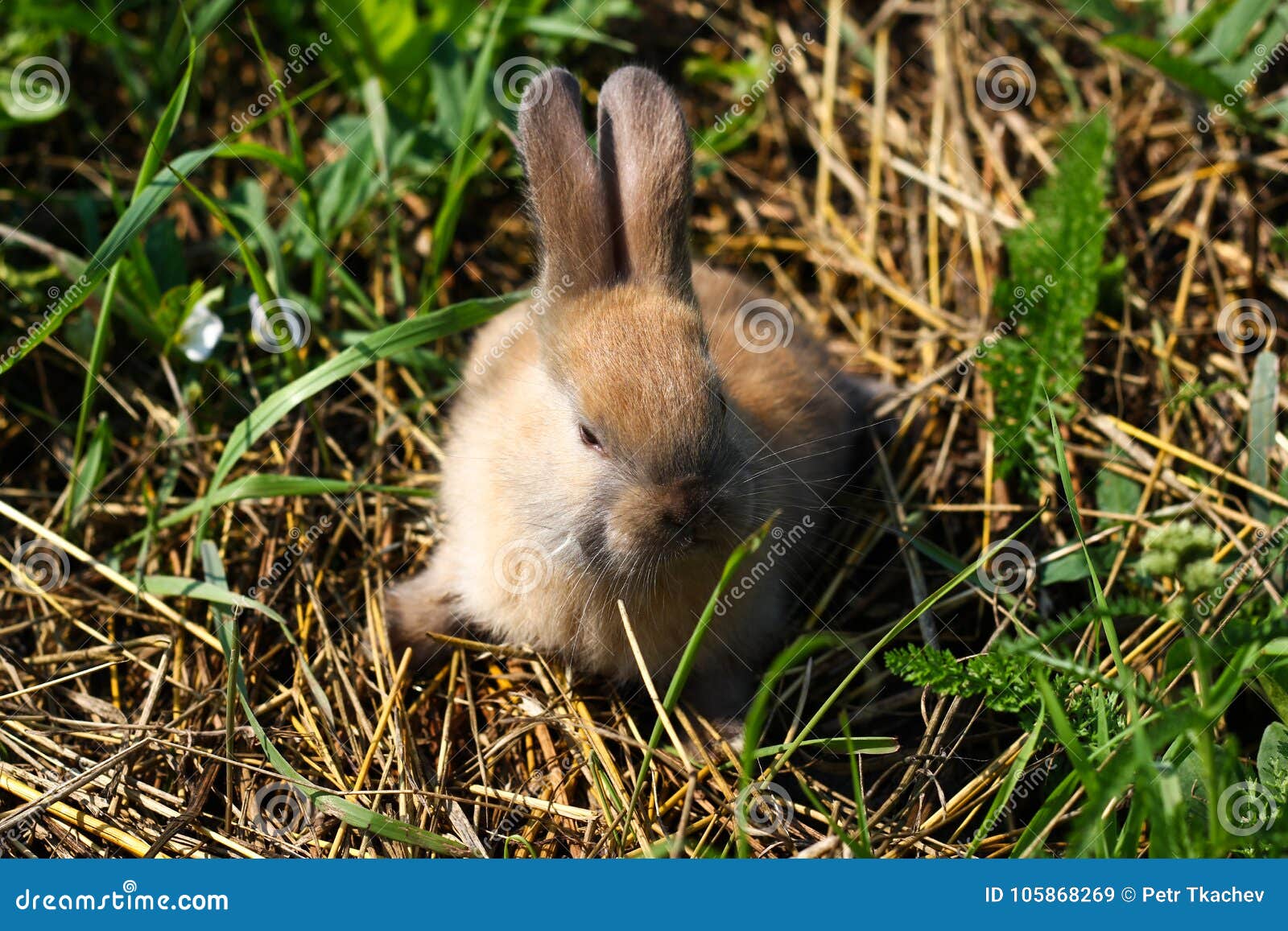 Red-haired Rabbit on the Farm. Red-haired Hare on the Grass in Nature ...