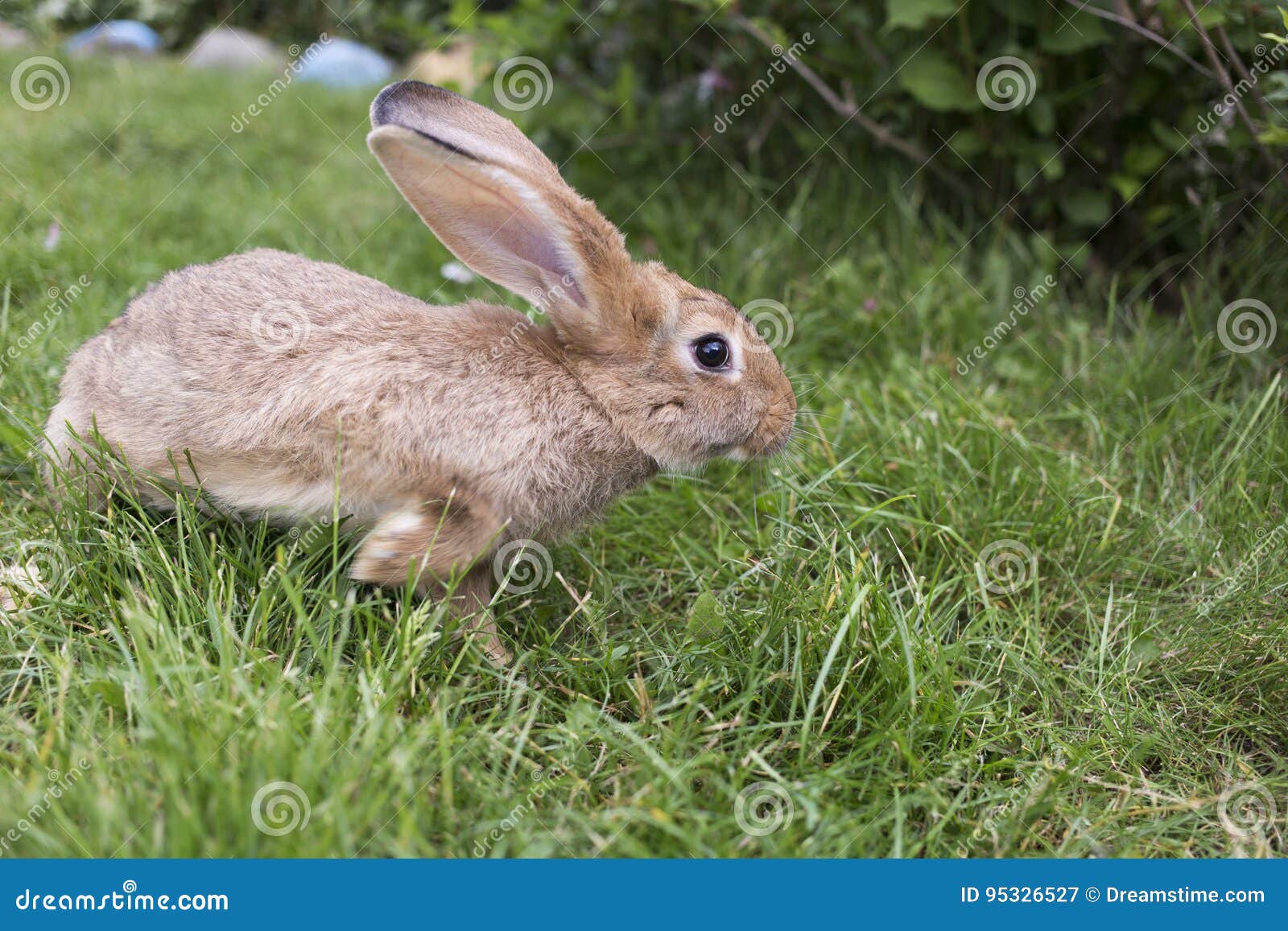 A Red-haired Rabbit is on the Grass on a Farm. the Hare on the L Stock ...