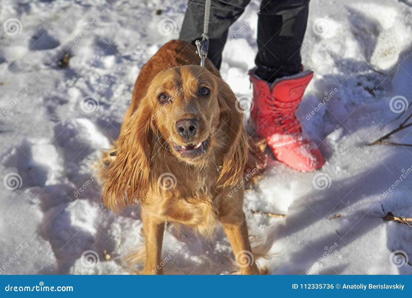 A red-haired spaniel stock photo. Image of friendship - 112335736